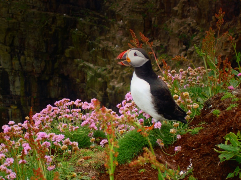 NC500 Visitor Attractions, Touring, History, Wildlife, Scenery